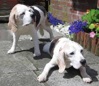 Happy Birthday Merlin & Butch – 17 Today! – Life with Beanie's Beagle Pack