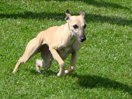 Beagles Whip A Whippet – Life with Beanie's Beagle Pack