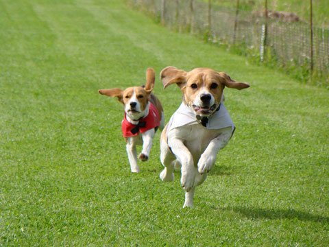 Beagles Whip A Whippet – Life with Beanie's Beagle Pack