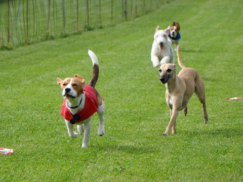 Beagles Whip A Whippet – Life with Beanie's Beagle Pack