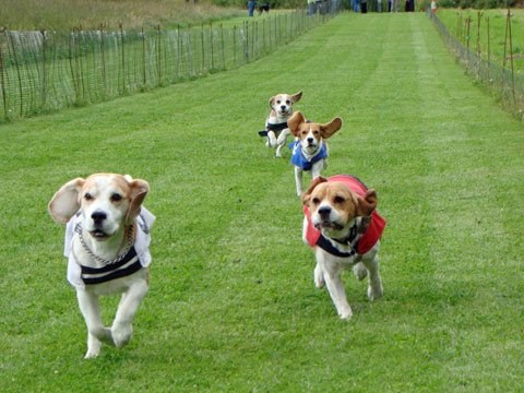 Beagle Racing – More New Recruits! – Life with Beanie's Beagle Pack