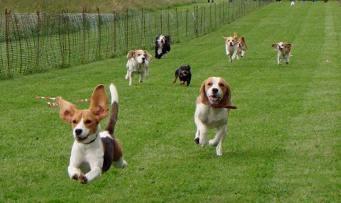 Beagle Racing – More New Recruits! – Life with Beanie's Beagle Pack