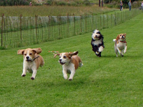 Beagle Racing – More New Recruits! – Life with Beanie's Beagle Pack