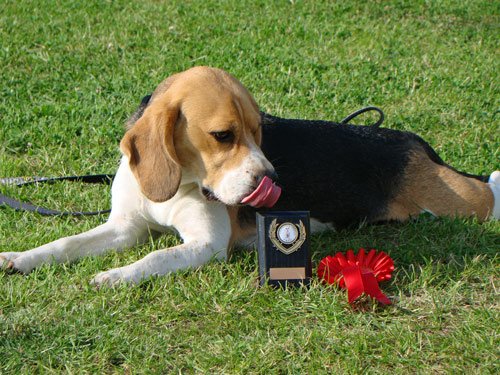 Beagle Racing and then some! – Life with Beanie's Beagle Pack