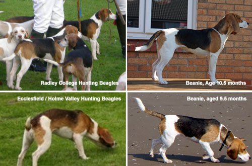 We’ve got a pack Beagle! – Life with Beanie's Beagle Pack